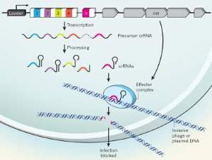 CRISPR/Cas9 Targeted Genome Editing - Sontheimer Lab at UMass Medical ...