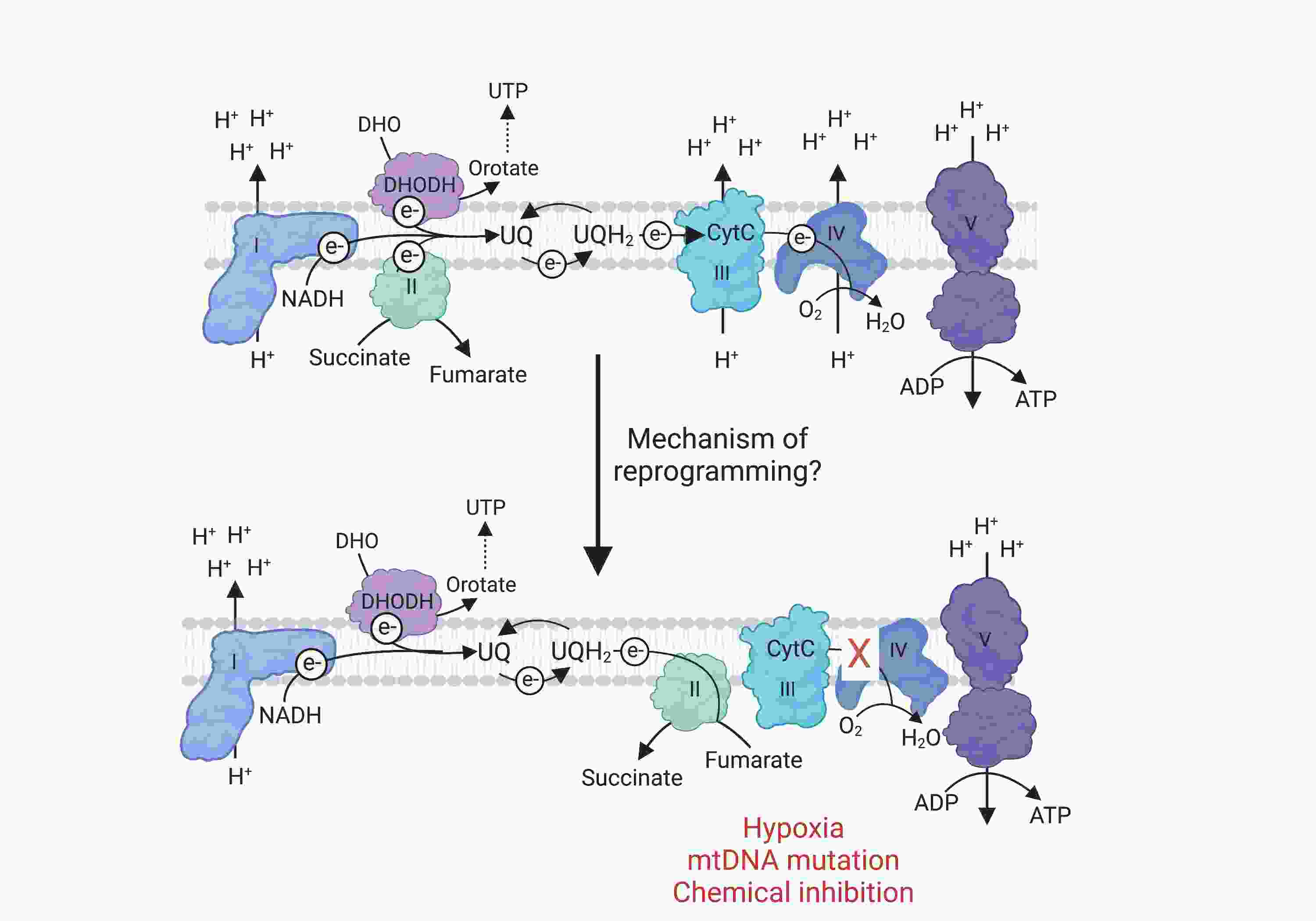 Flexibility in the electron transport chain