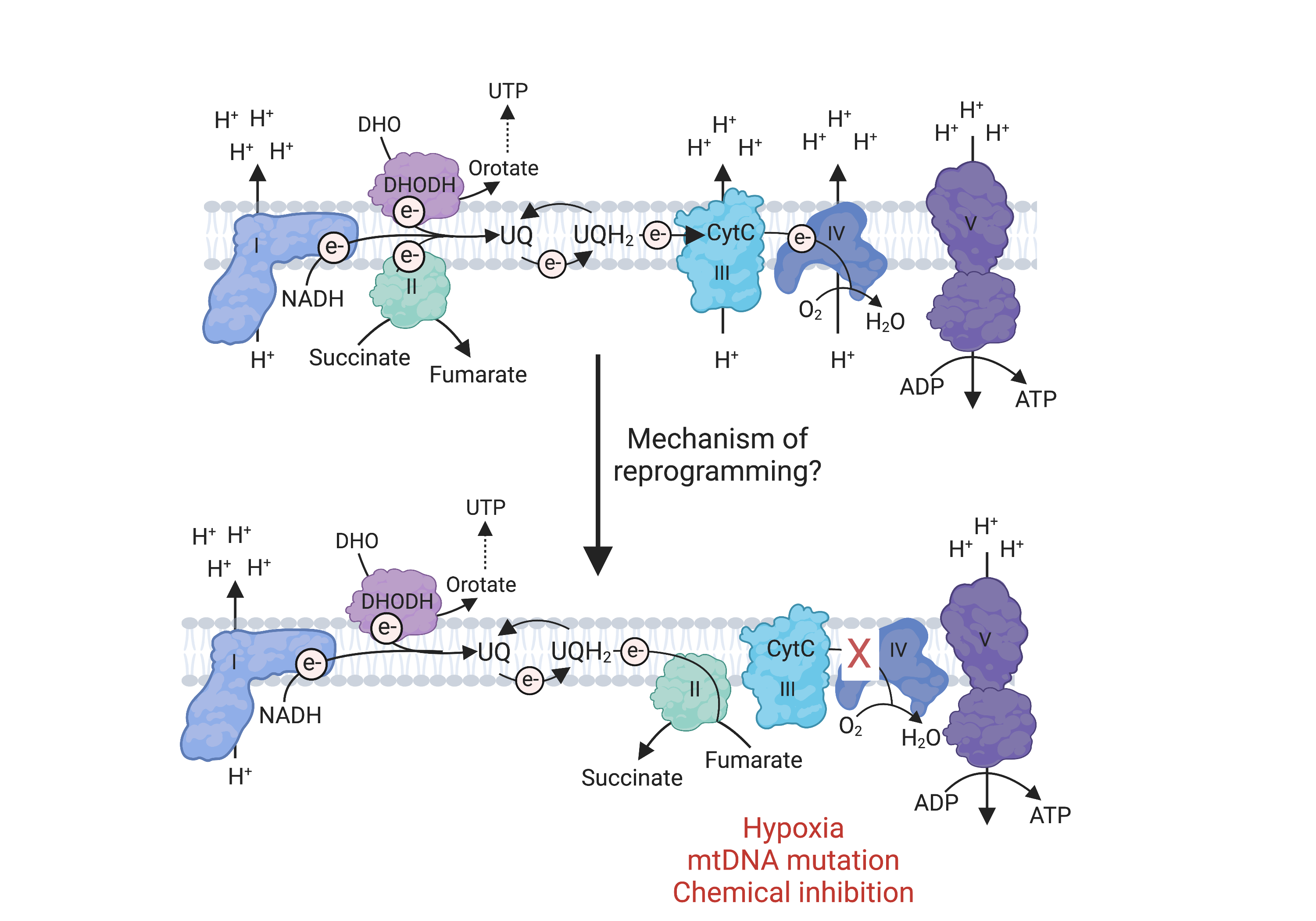 Flexibility In The Electron Transport Chain
