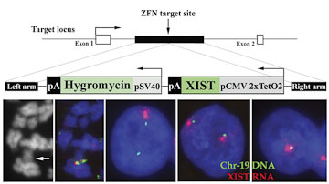 Research Human Genetics - Lawrence Lab - Department of Cell Biology ...