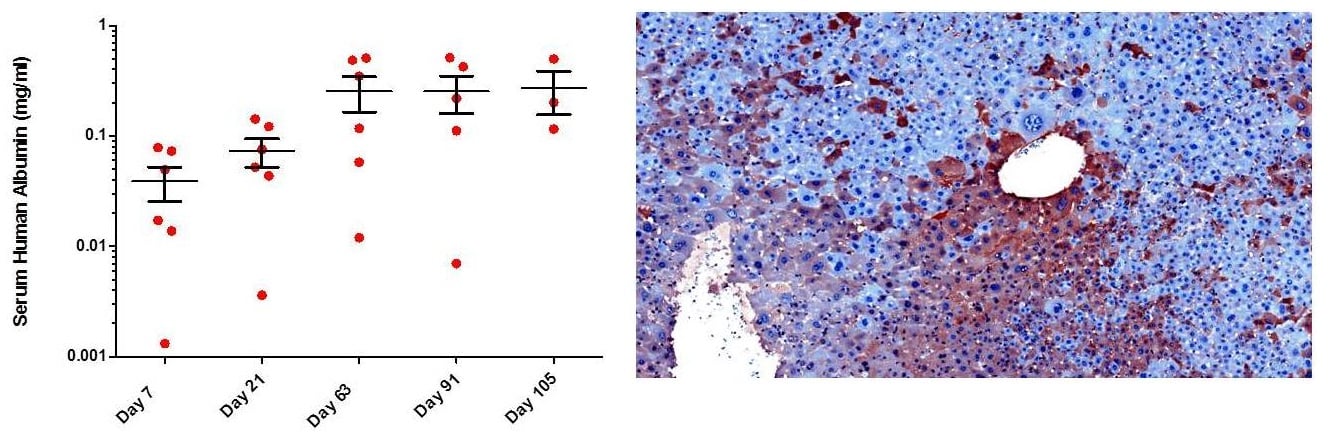 Humanized Liver Mouse Model - Mueller Lab for Gene Therapy | Horae Gene ... Humanized Liver Mouse Model - Mueller Lab for Gene Therapy | Horae Gene ...