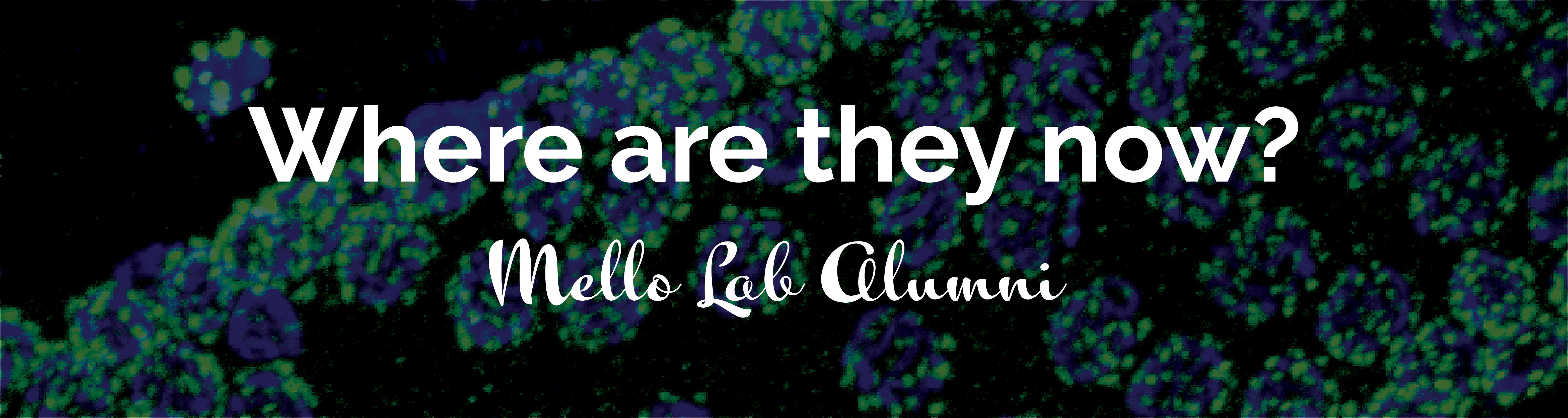 Mello Lab Alumni